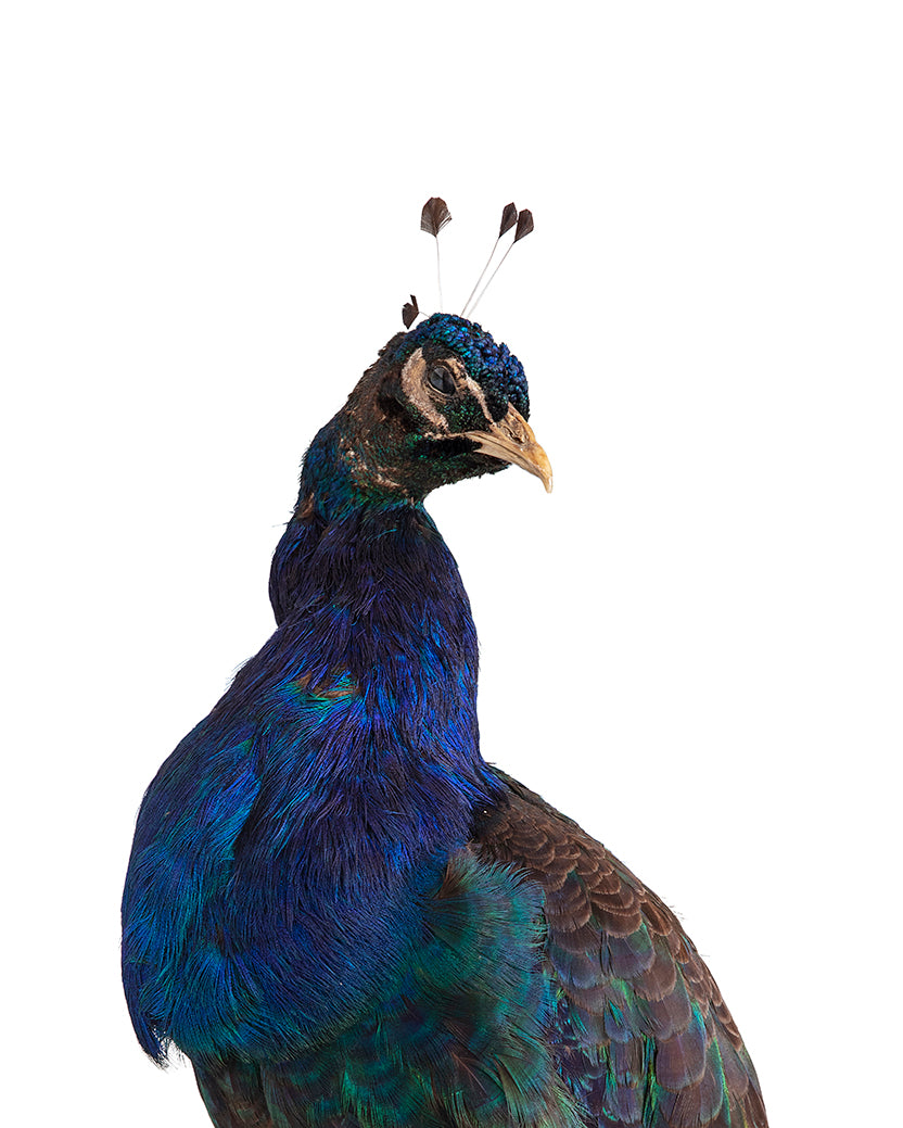 Pavo real disecado – Gaztelureshop